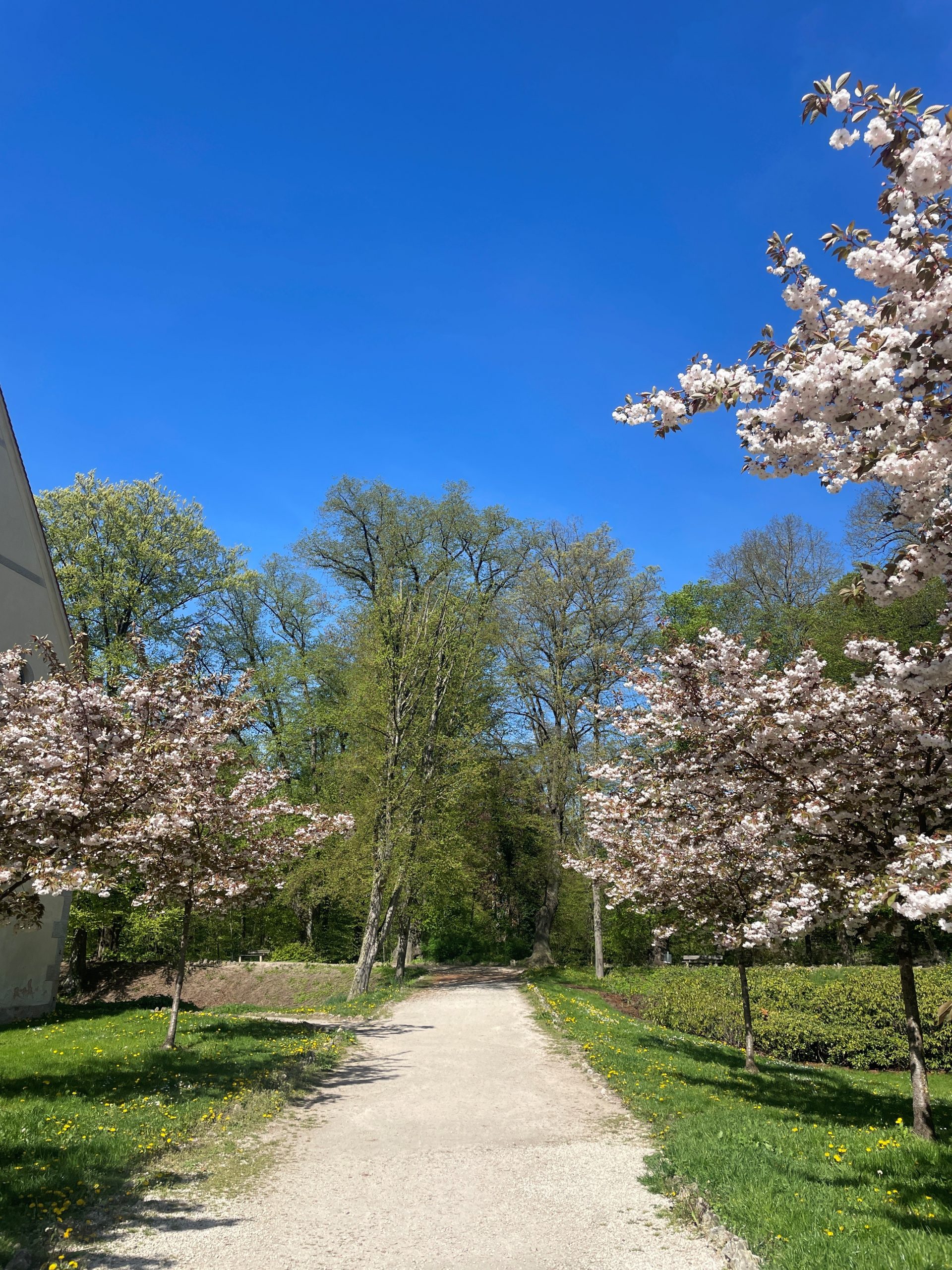 Rosarote Blütenpracht im Oettinger Hofgarten - Fürst zu Oettingen ...
